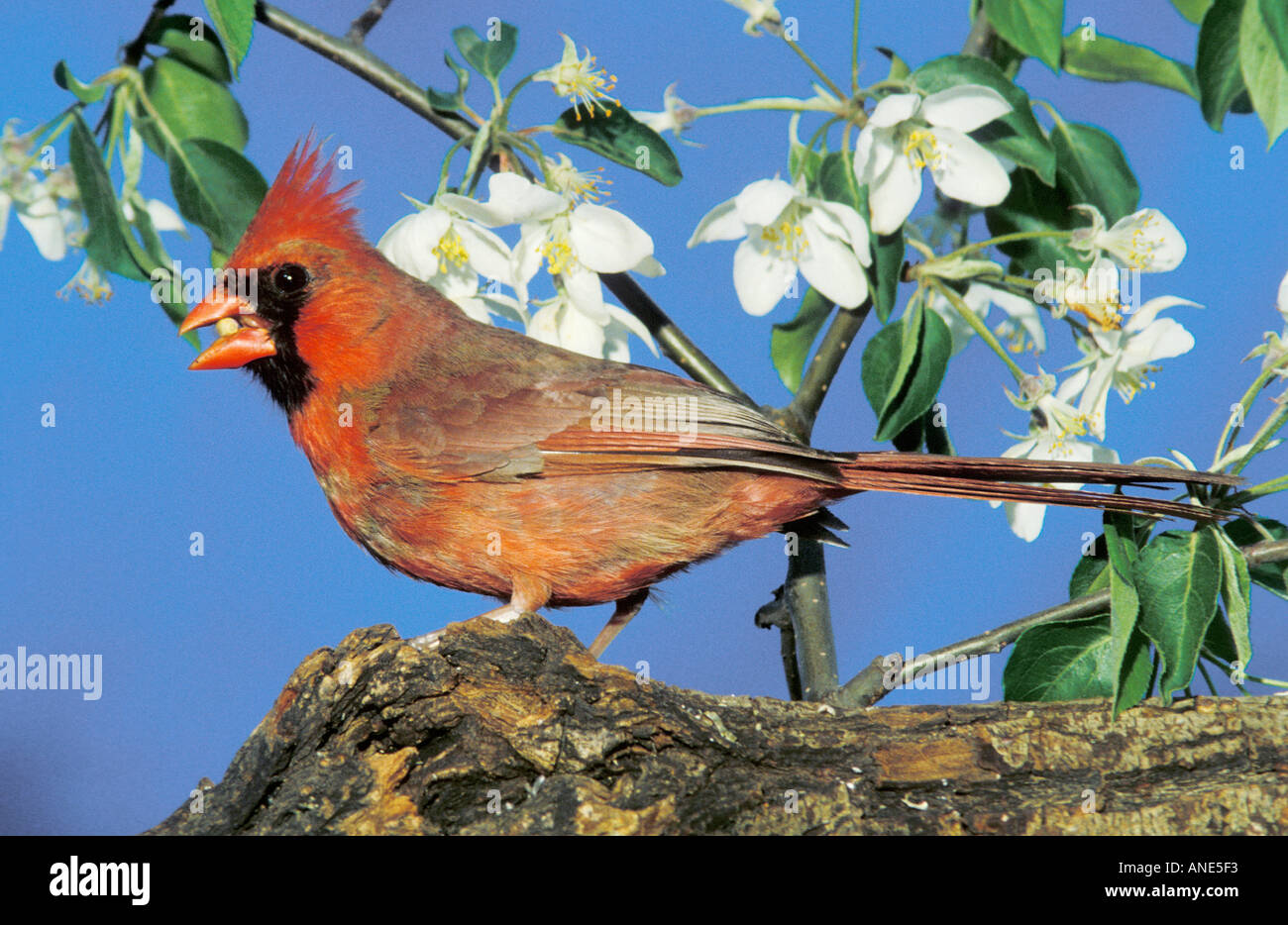 Male cardinal hi-res stock photography and images - Alamy
