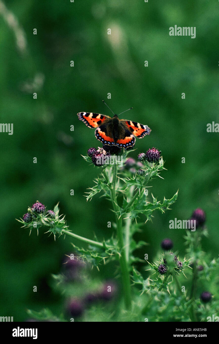 Tortoise shell butterflies hi-res stock photography and images - Alamy
