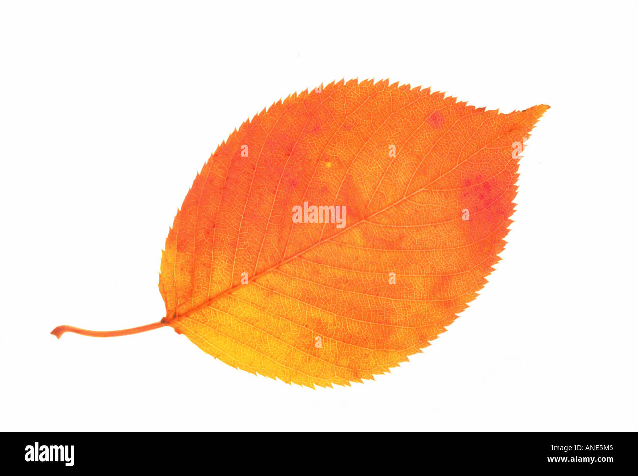 Scarlet kind hi-res stock photography and images - Alamy