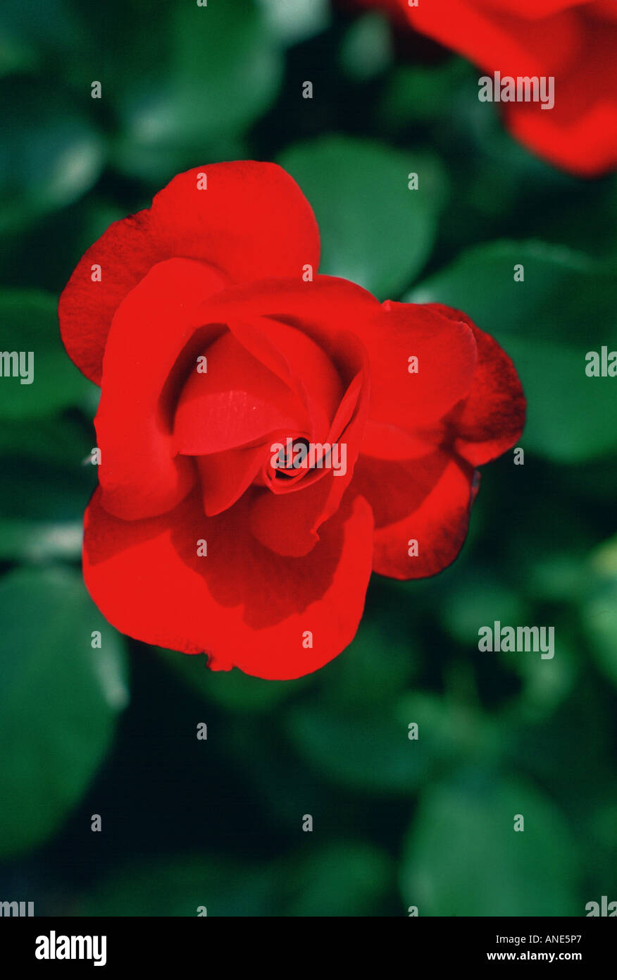 Red Rose United Kingdom Stock Photo - Alamy