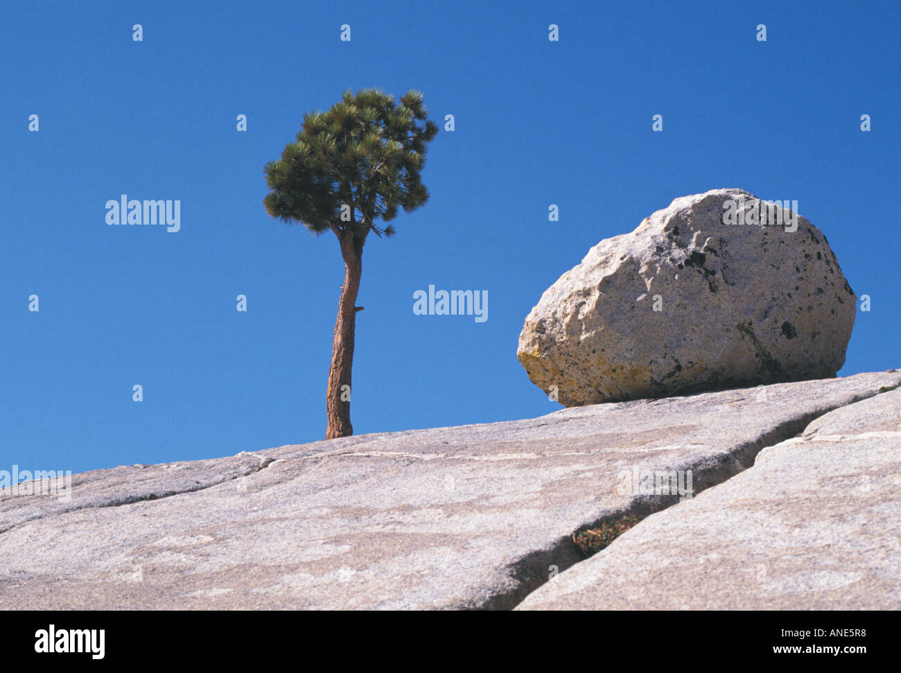 Rock and Tree Stock Photo - Alamy
