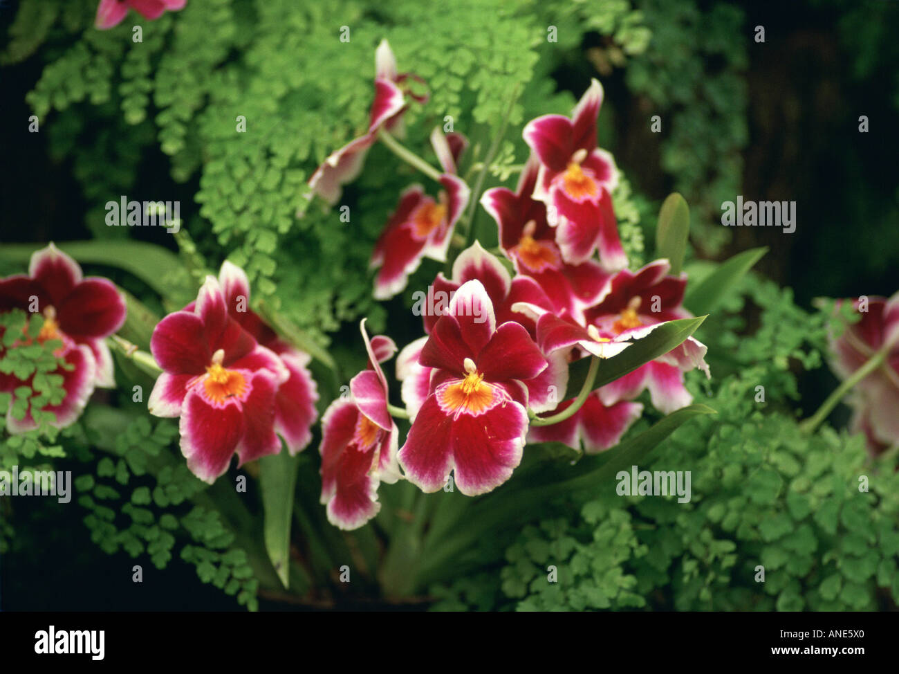 British orchids hi-res stock photography and images - Alamy