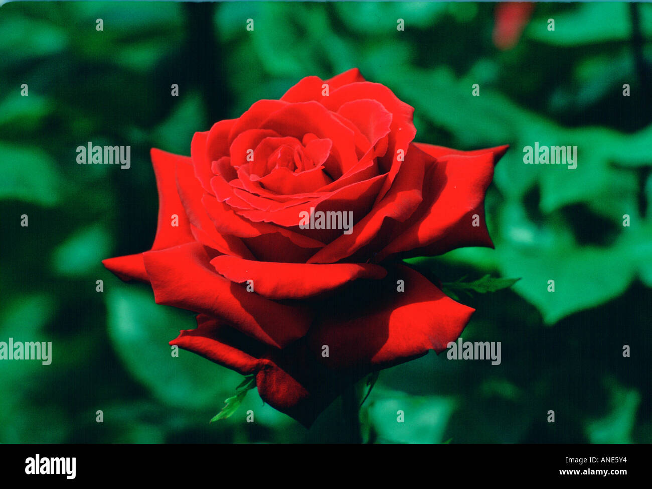 Red rose United Kingdom Stock Photo - Alamy