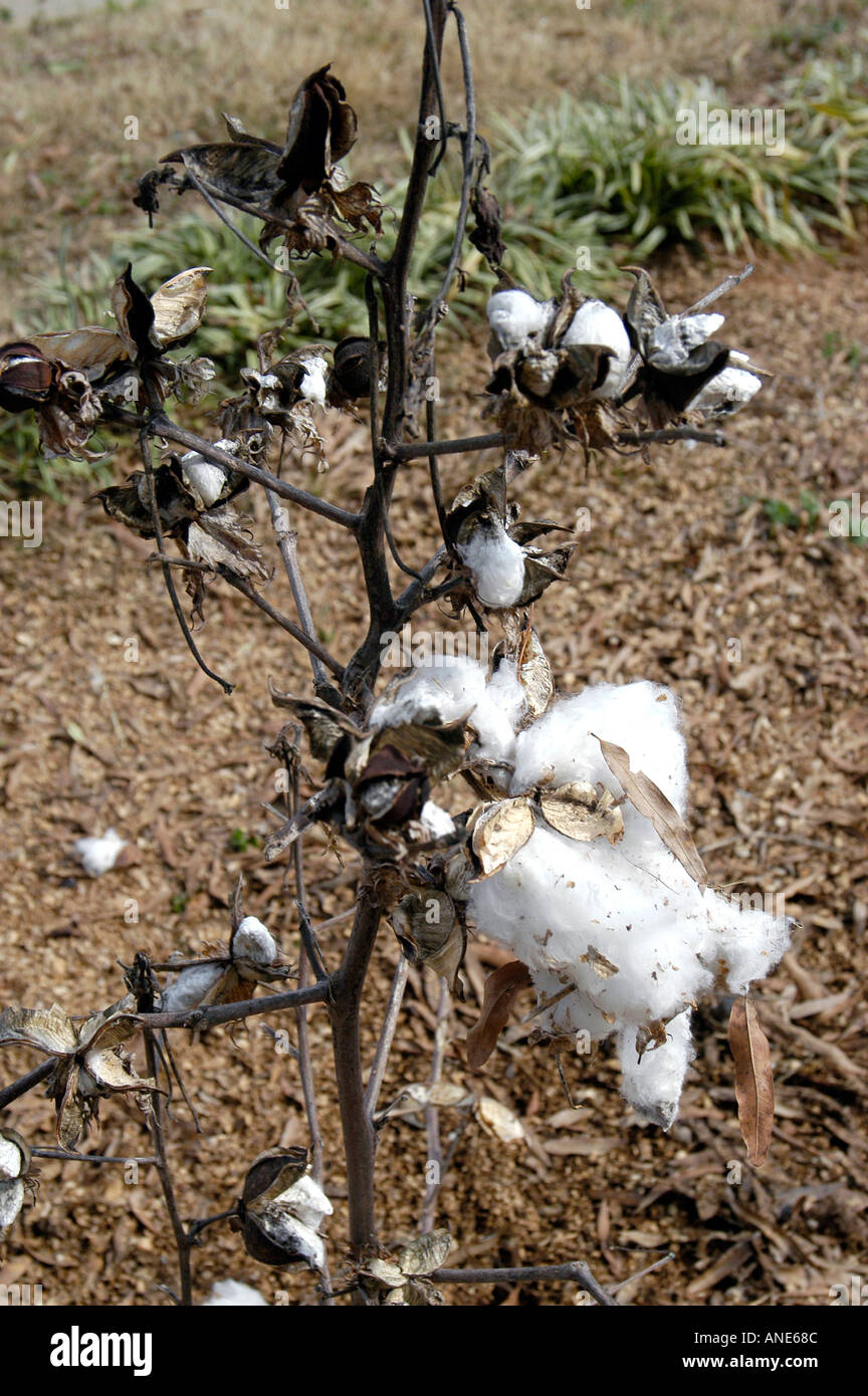 Georgia Cotton Plant Stock Photo - Alamy