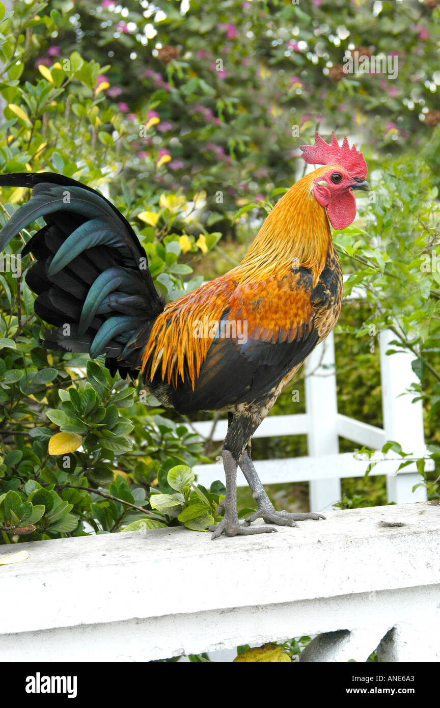 Key west chickens hi-res stock photography and images - Alamy