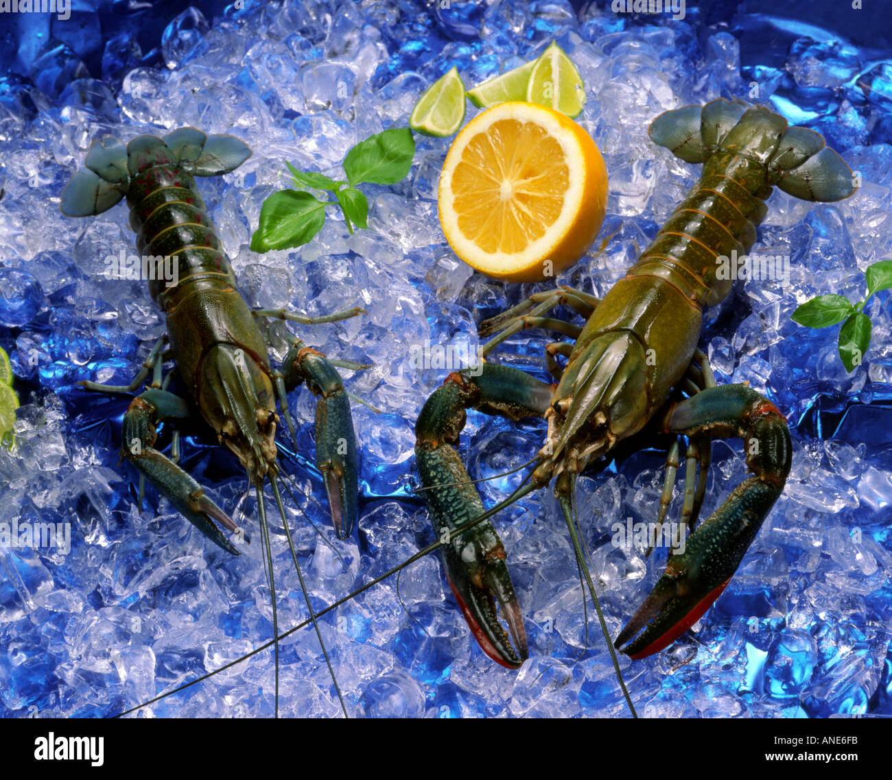 Crayfish bogavante fresh water lobster whole farm raised raw on ice ...