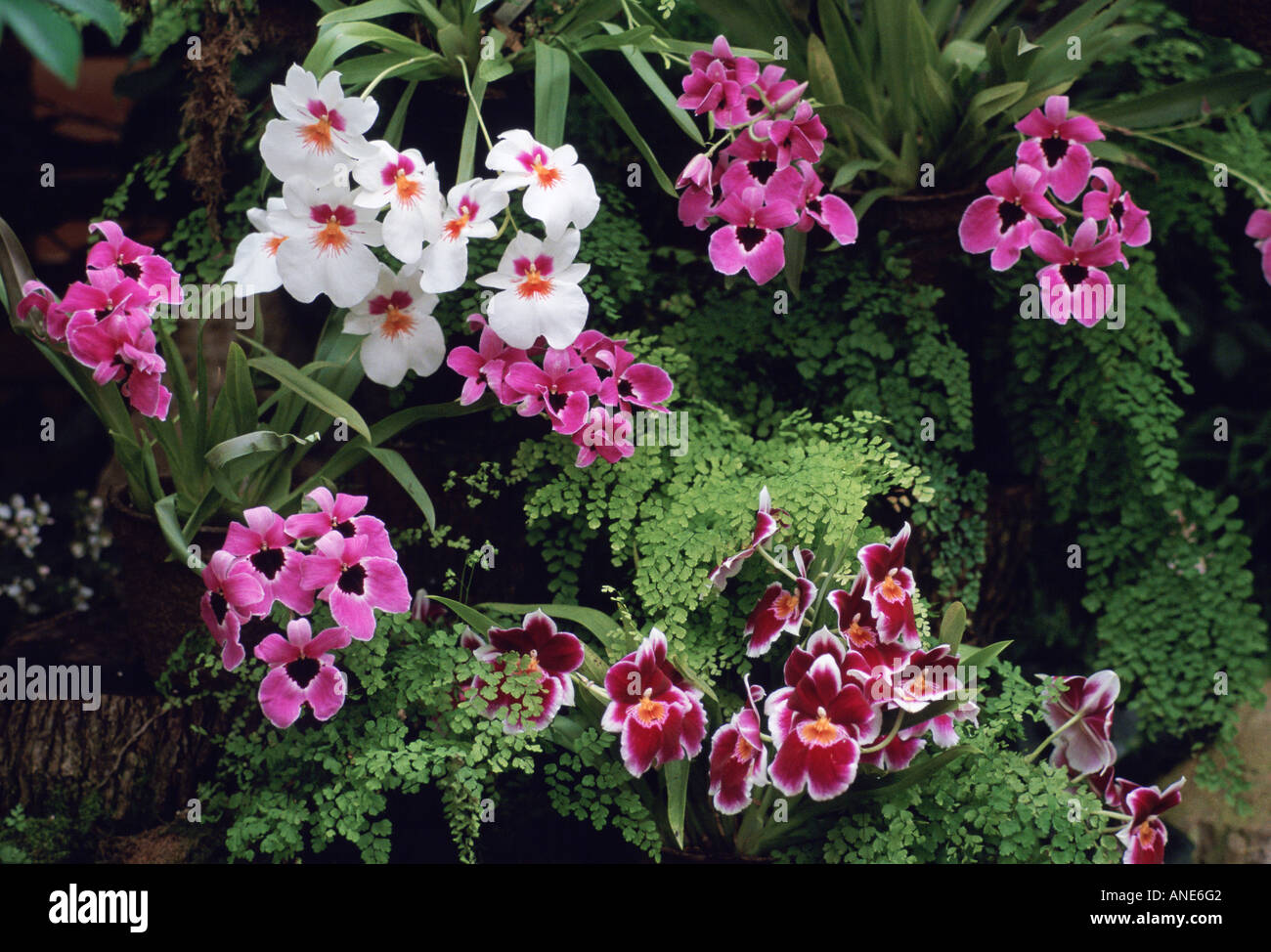English orchids hi-res stock photography and images - Alamy