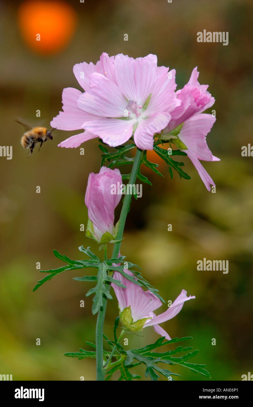 Insects flowers hi-res stock photography and images - Alamy