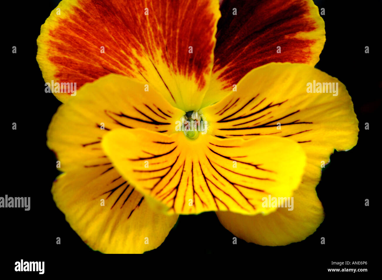 Pansy species hi-res stock photography and images - Alamy