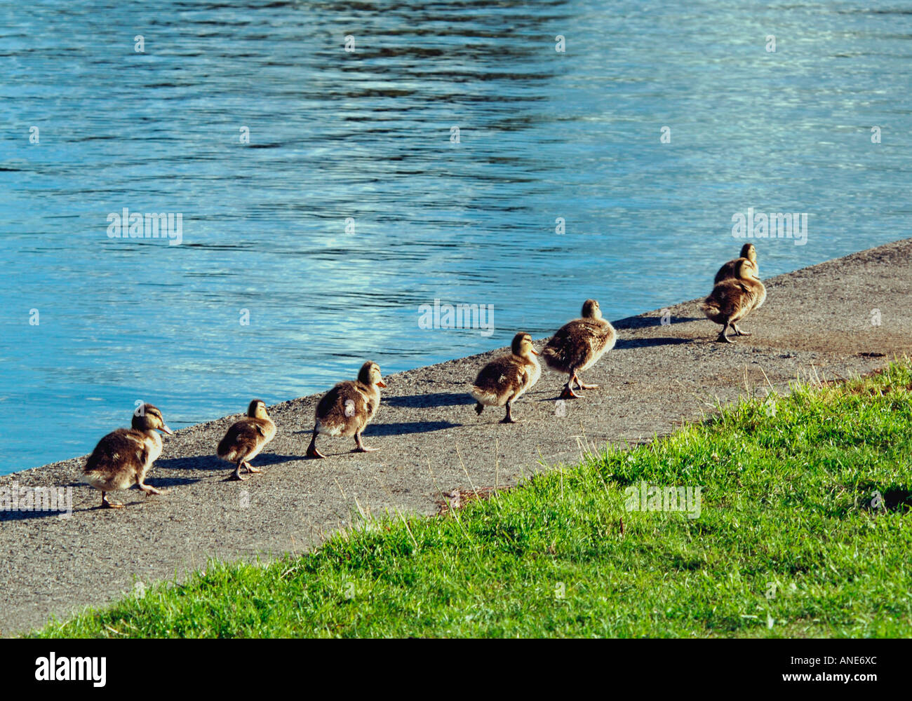 Walking mallard ducklings hi-res stock photography and images - Alamy