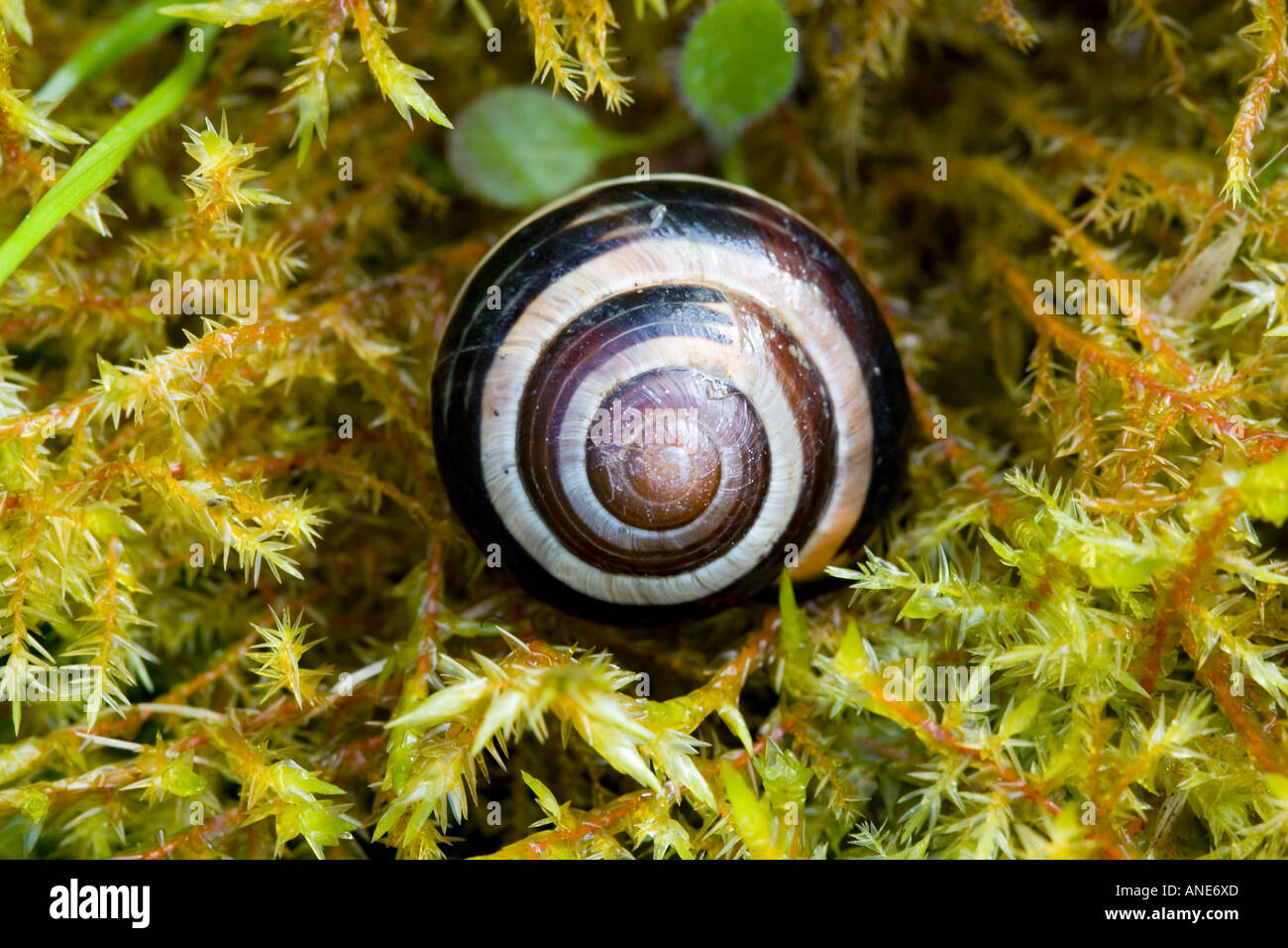 Snail shell on a bed of moss Oxfordshire United Kingdom UK Stock Photo ...