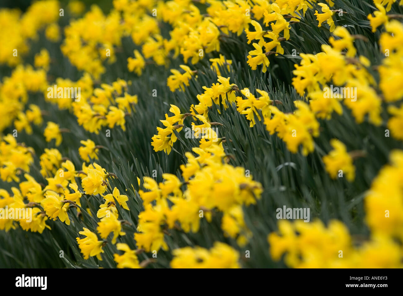 Host of english daffodils hi-res stock photography and images - Alamy