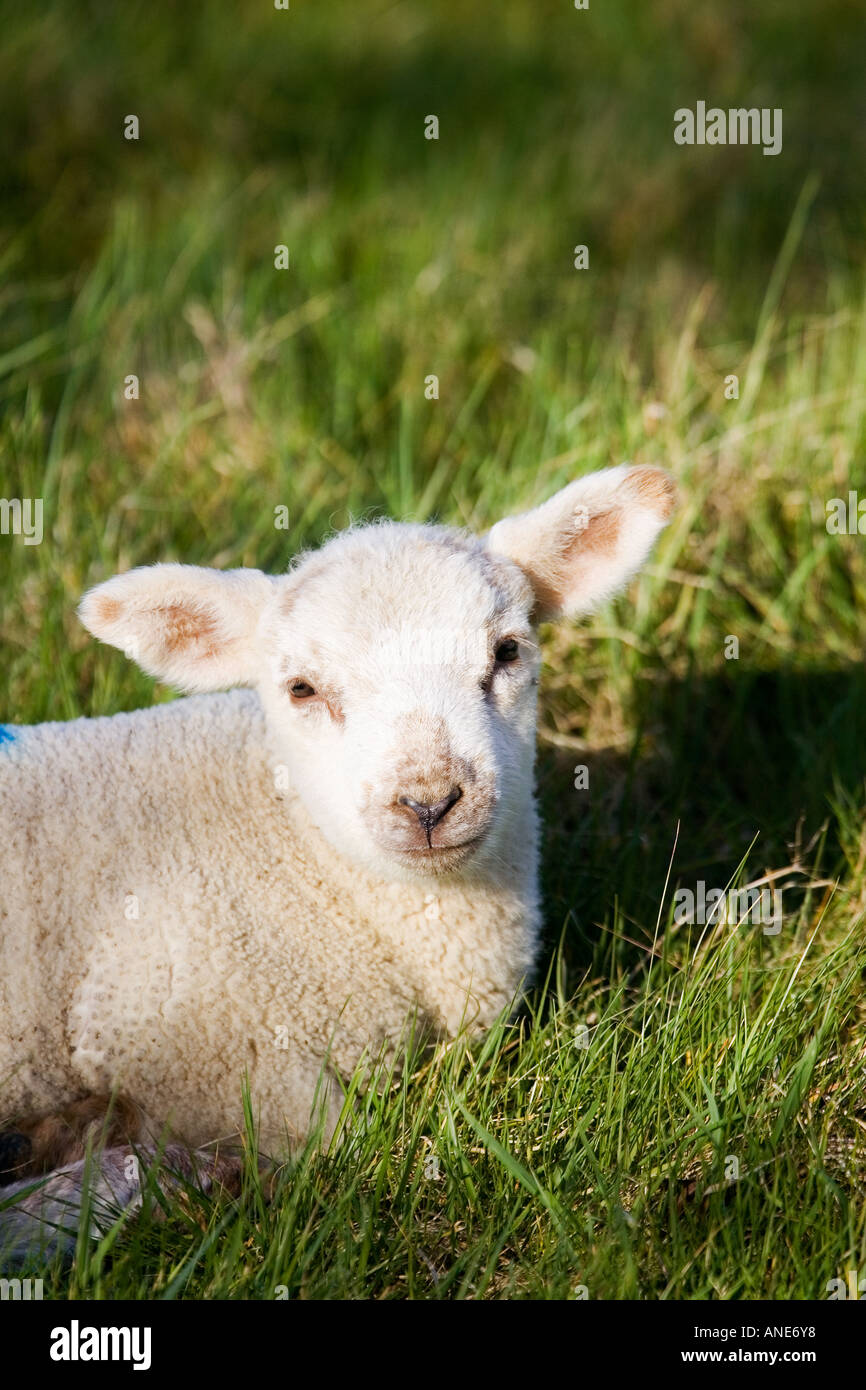 Spring lamb in the grass Cotswolds Oxfordshire United Kingdom UK Stock ...