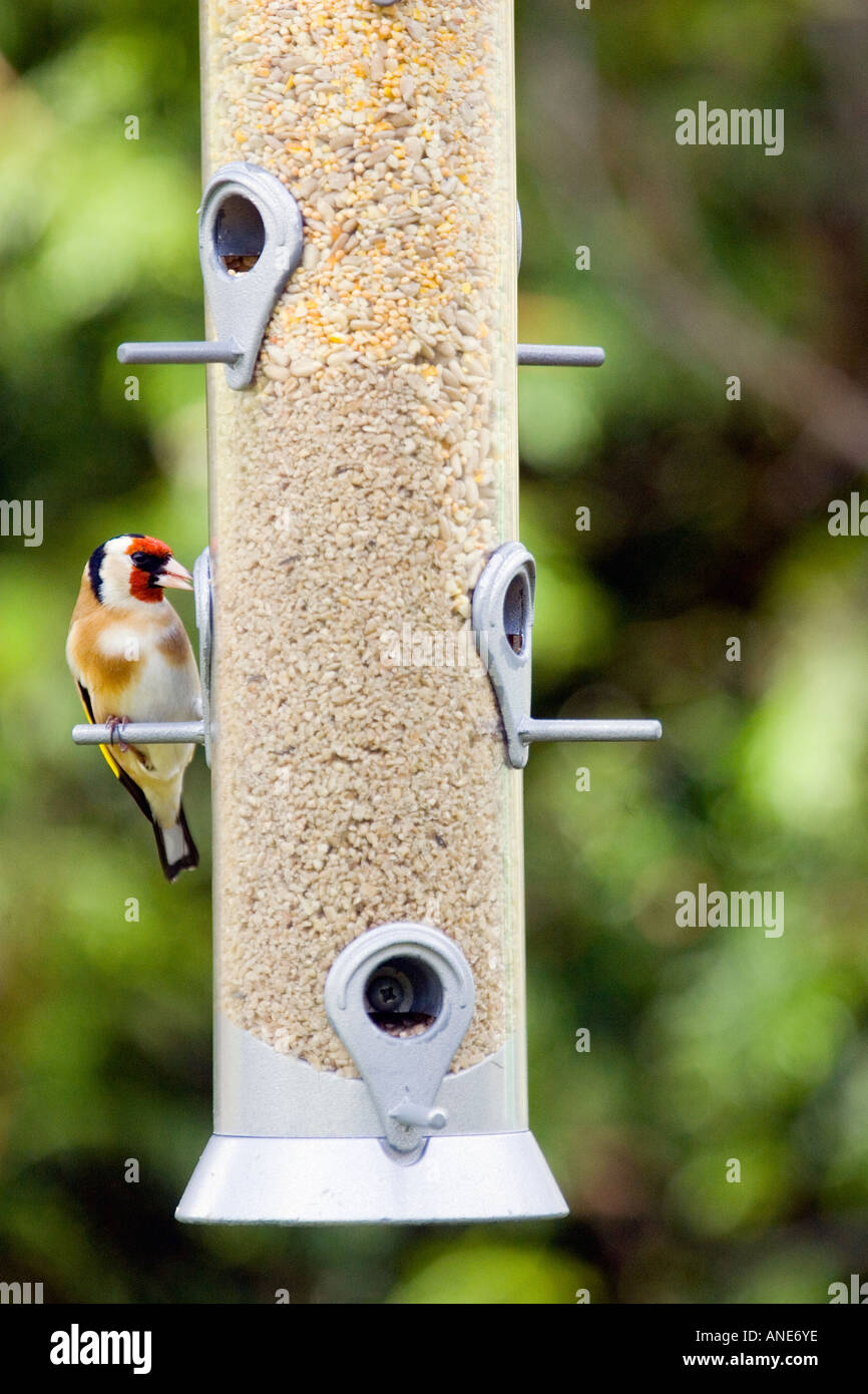 Red faced finch hi-res stock photography and images - Alamy