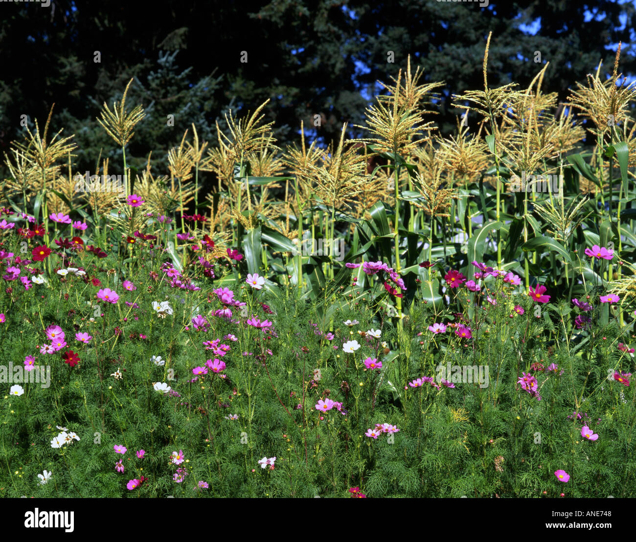 Mixed Wildflowers Line clackamas Corn Field Stock Photo - Alamy