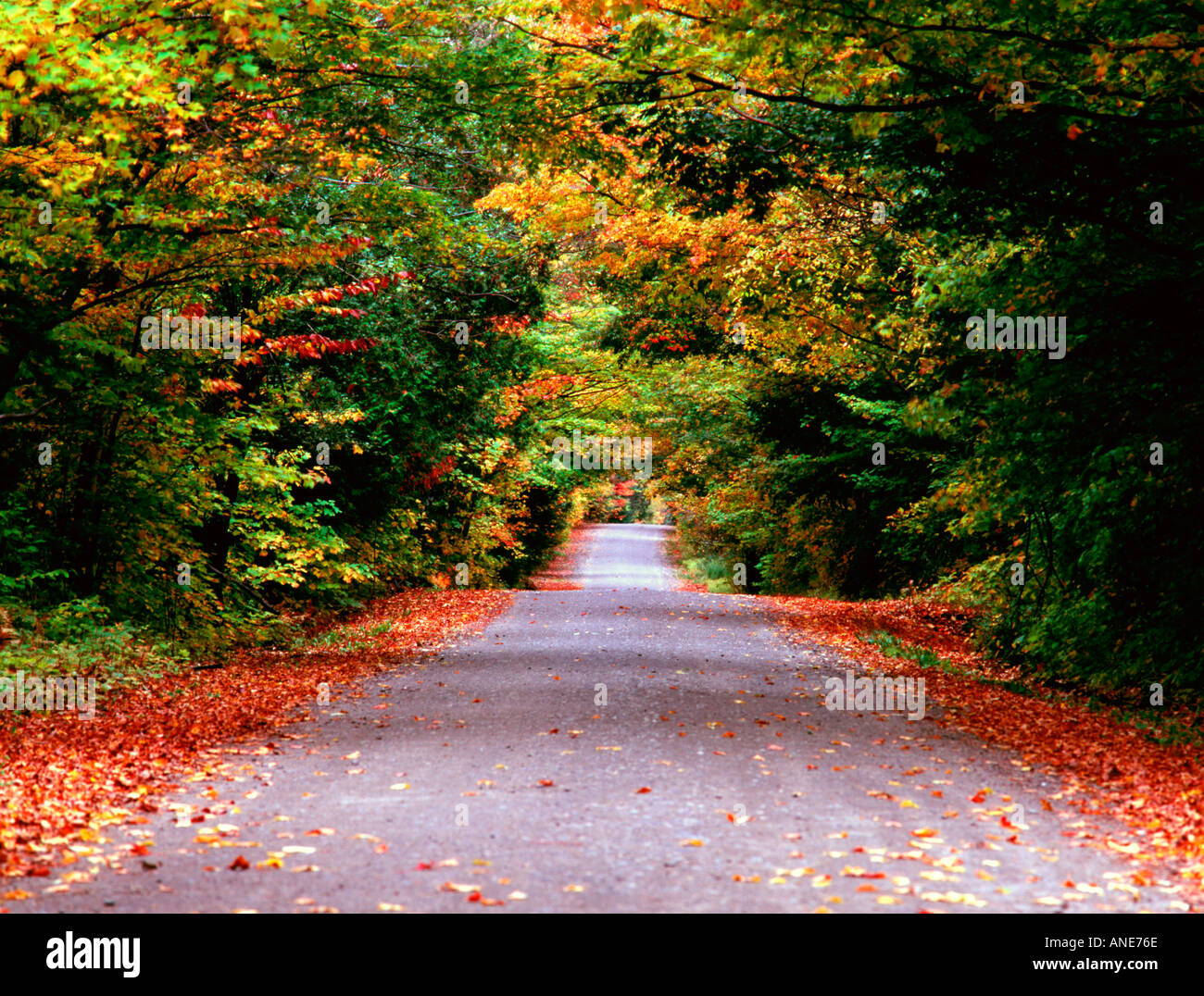 Road Begining of fall Stock Photo - Alamy