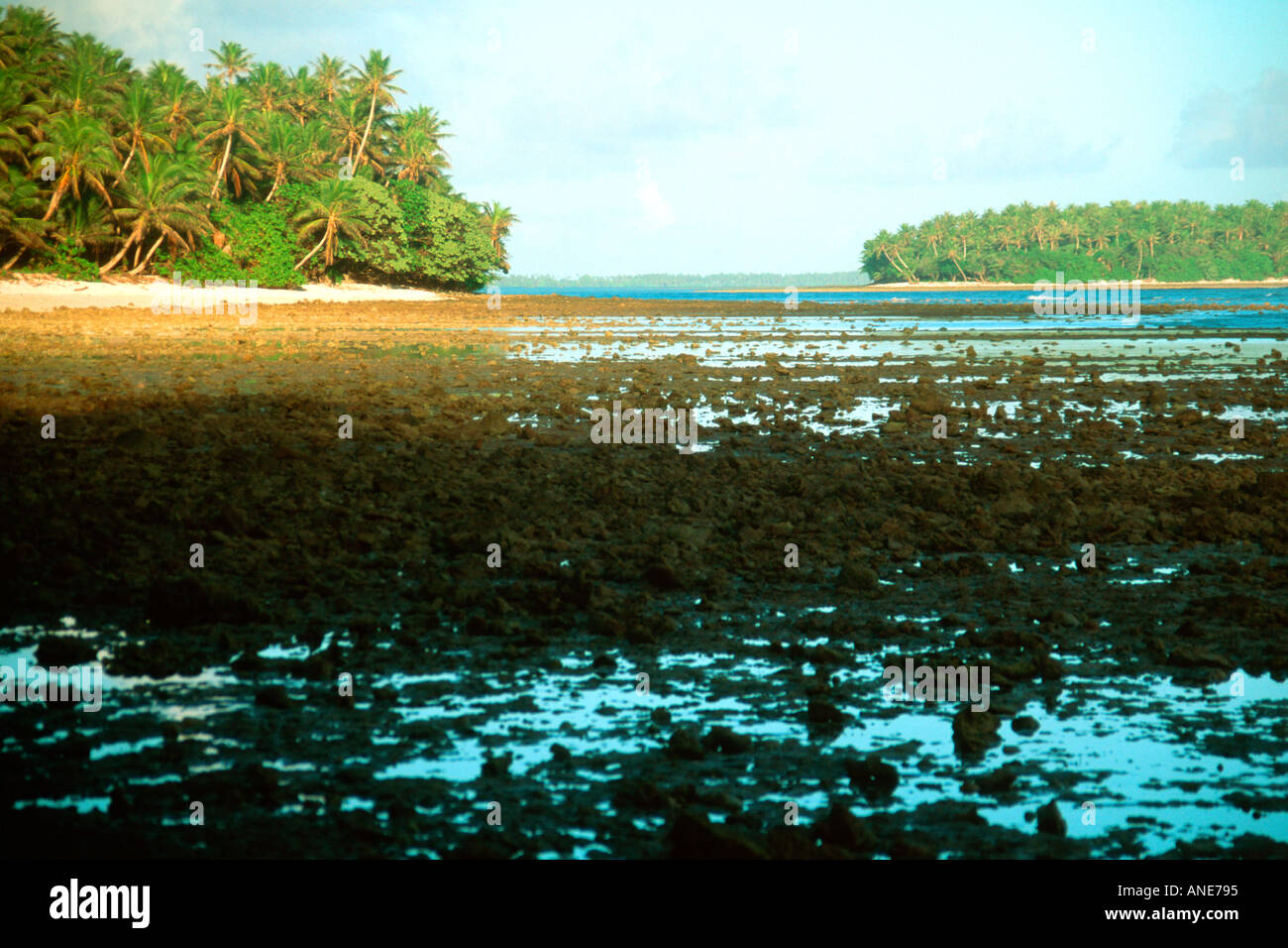 Exposed coral reef during low tide Tokewa I Mili Marshall Islands N ...