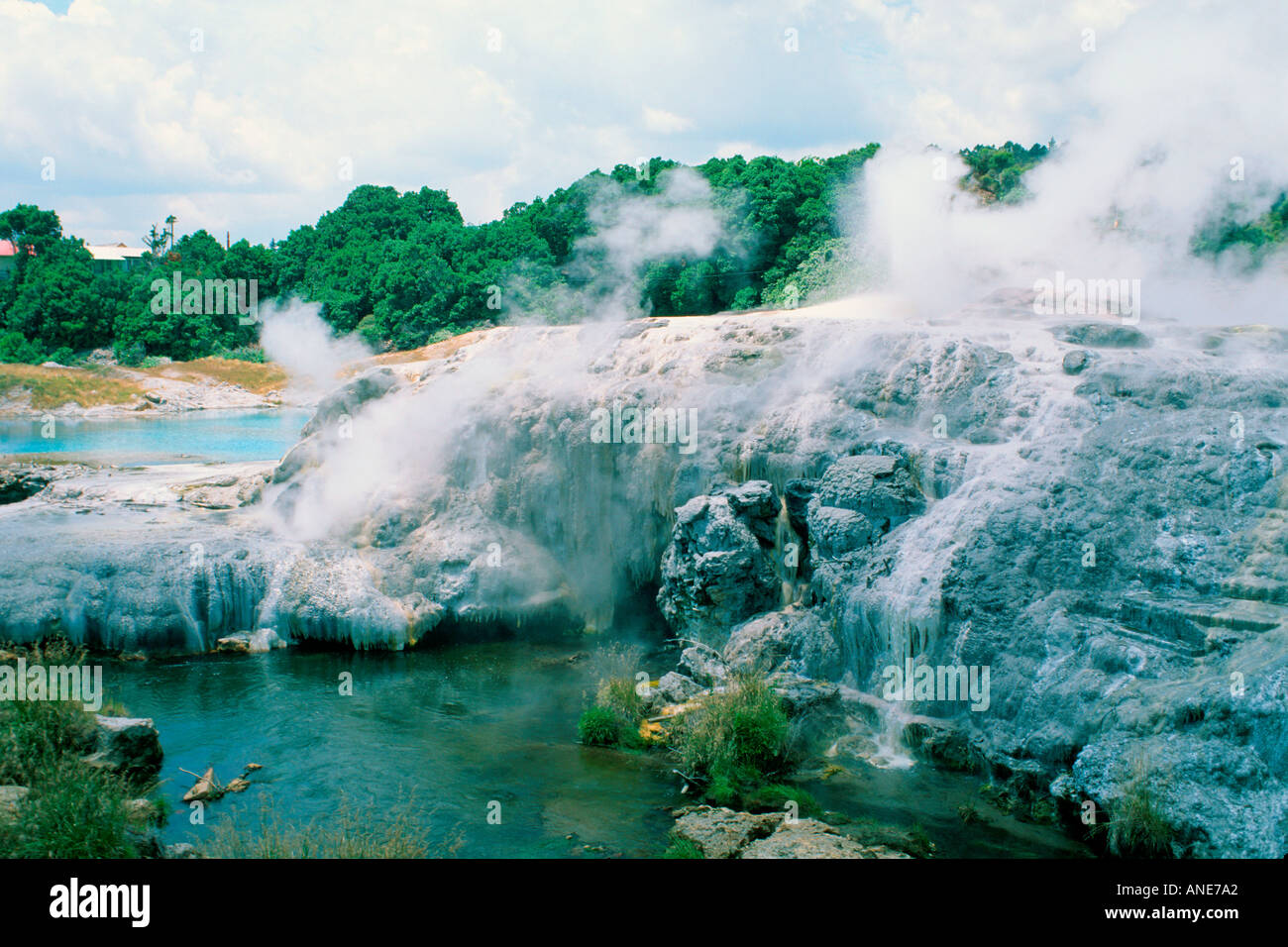 Natural springs and geysers at Rotorua volcanic park Rotorua New ...