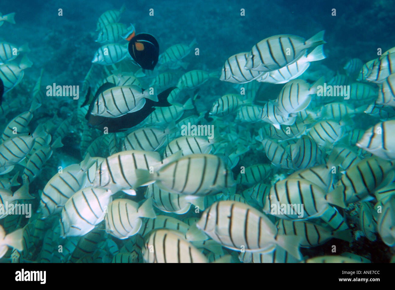 Convict tang Acanthurus triostegus Hanauma bay Oahu Hawaii N Pacific ...