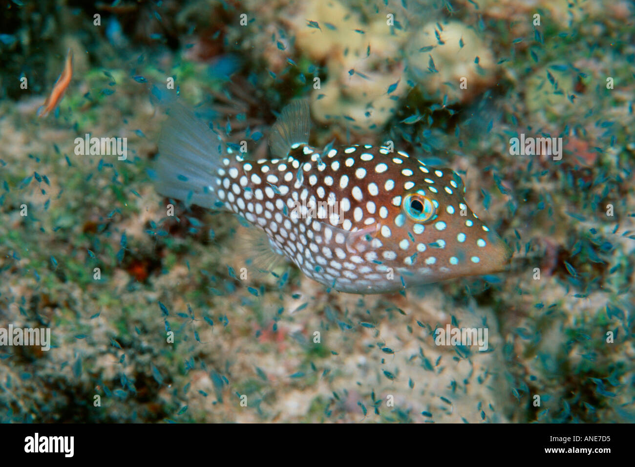 Hawaiian whitespotted toby endemic Canthigaster jactator Kailua Kona ...