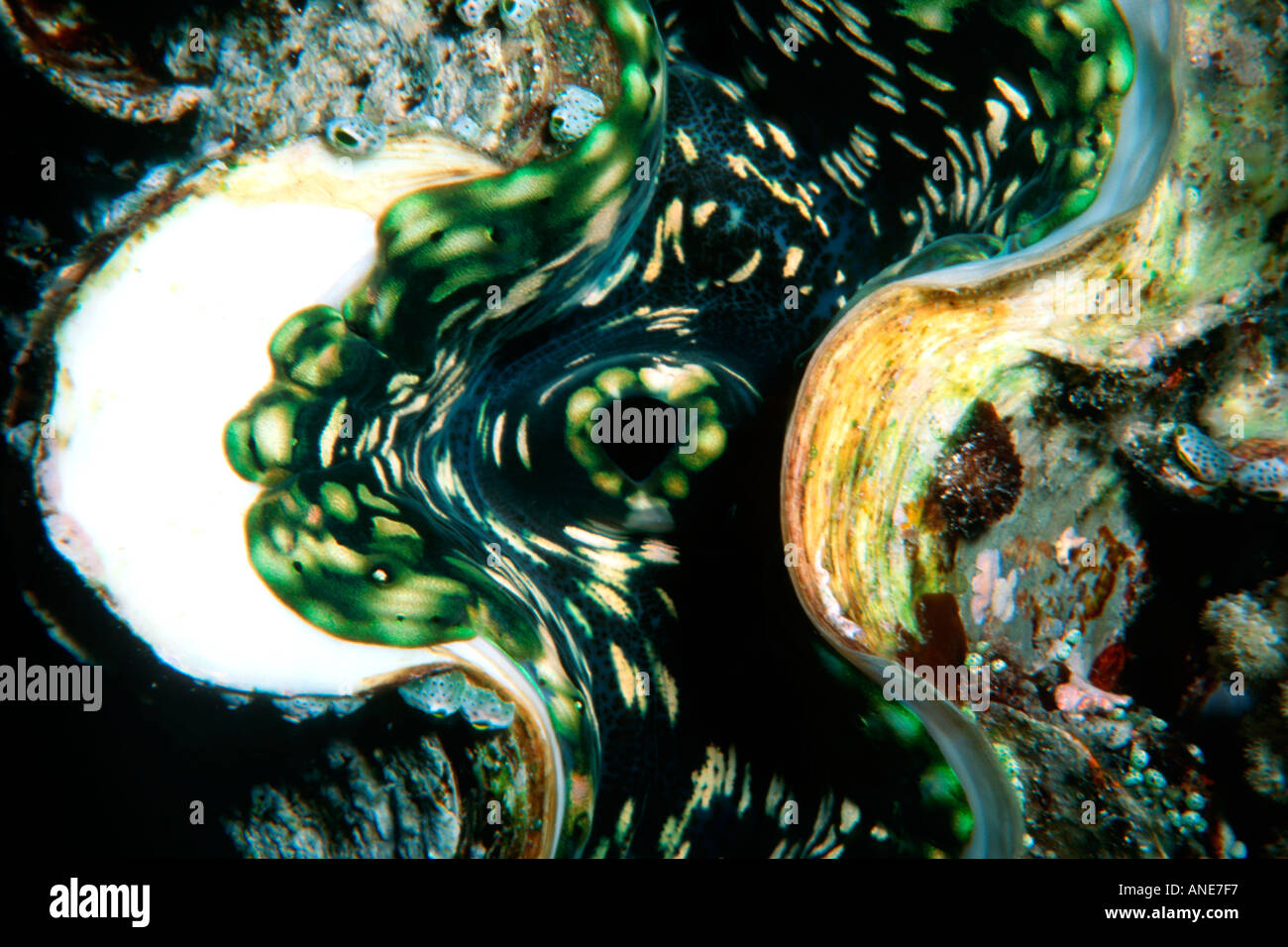 Giant clam siphon detail Tridacna sp Great Barrier Reef marine park ...