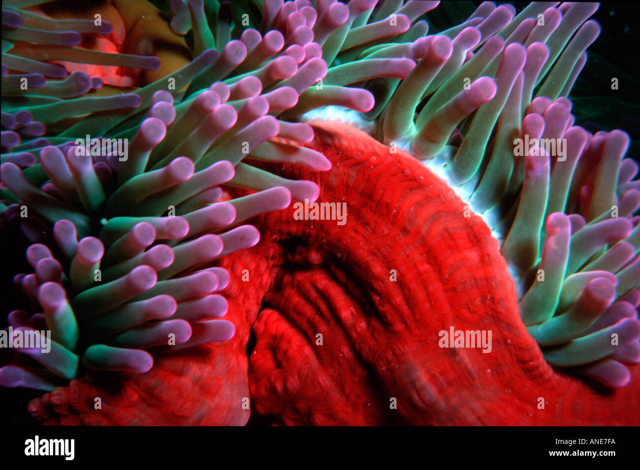 Magnificent sea anemone Heteractis magnifica Great Barrier Reef marine ...