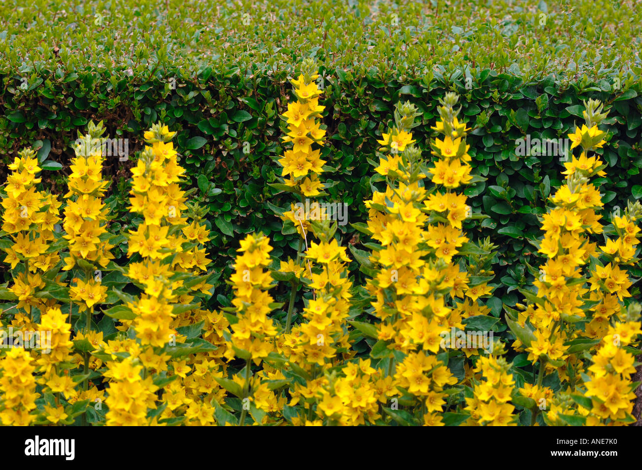 Lysimachia punctata yellow flowers hi-res stock photography and images ...