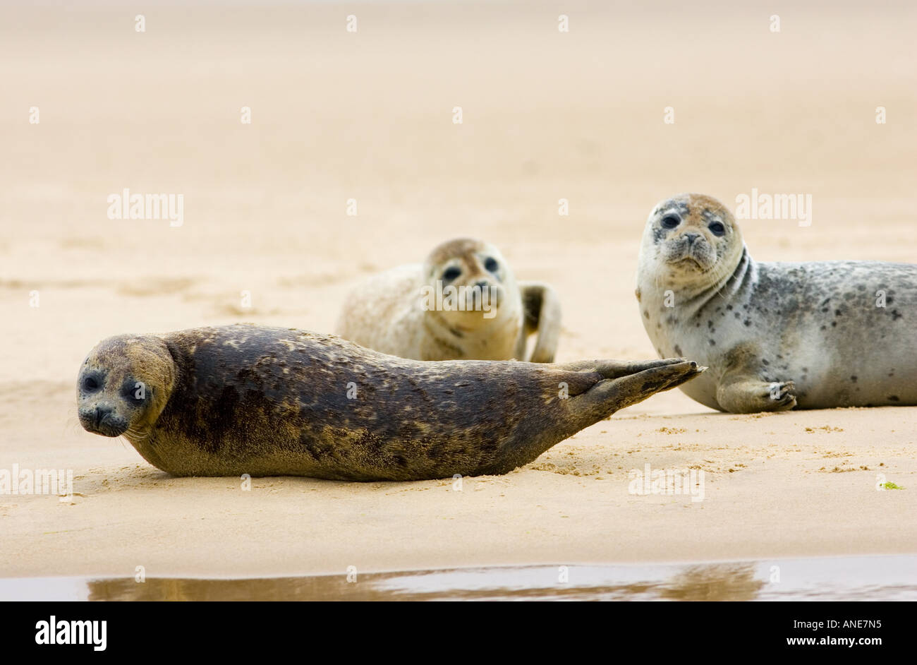 Common Grey Seals Norfolk United Kingdom Stock Photo - Alamy