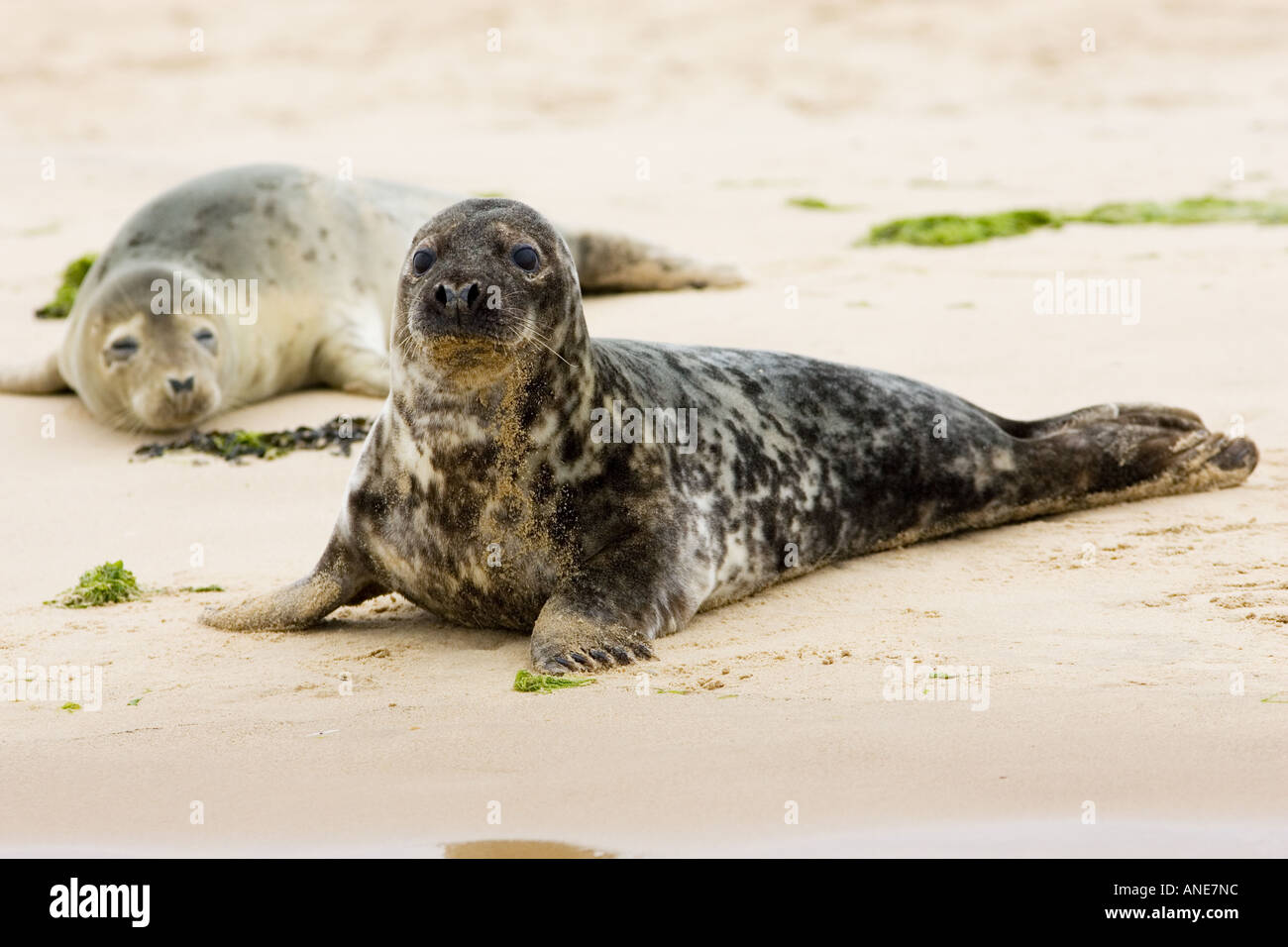 Norfolk beaches seals hi-res stock photography and images - Alamy