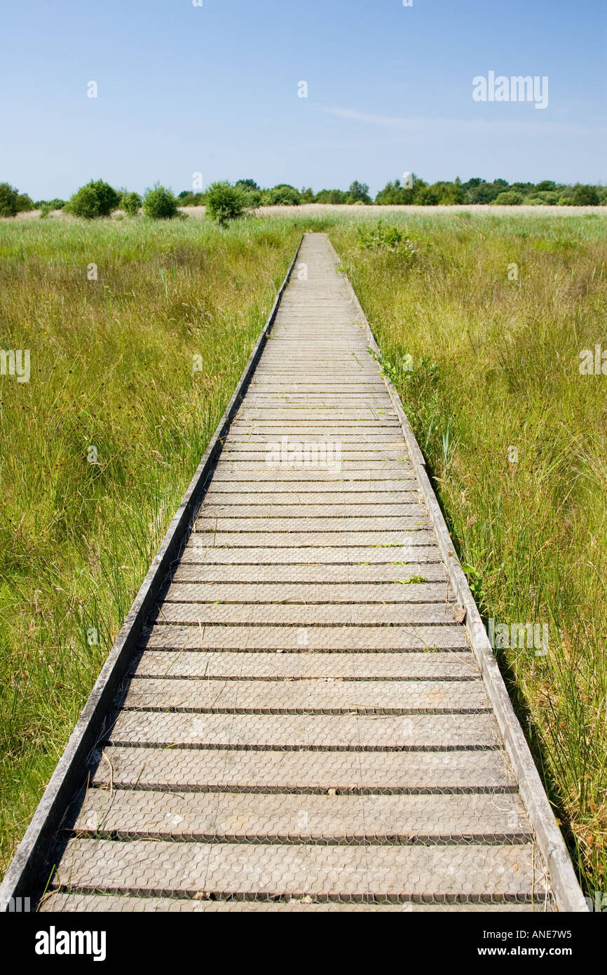 Boardwalk pathway across wetlands at Hickling Norfolk United Kingdom ...
