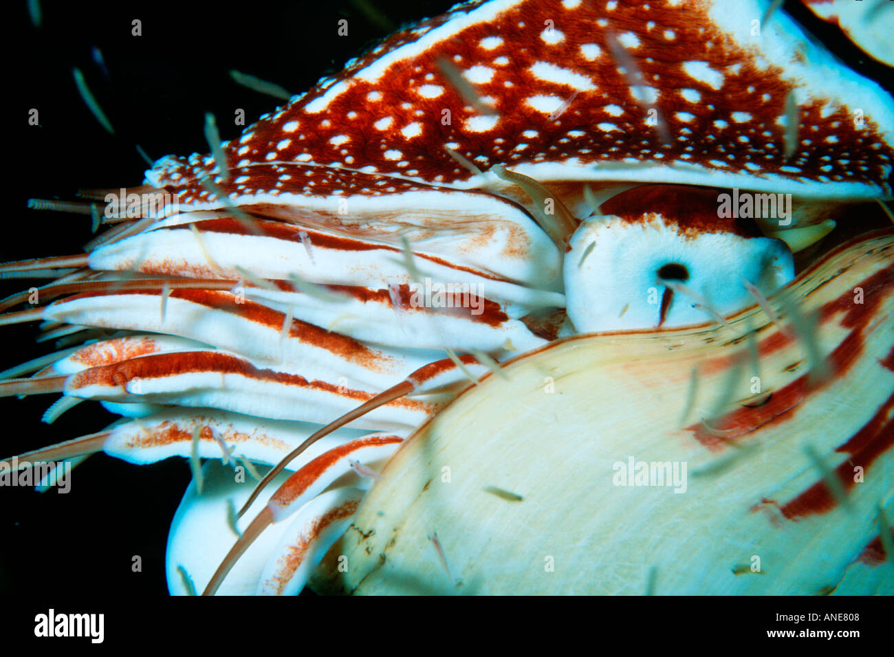 Living nautilus species hi-res stock photography and images - Alamy