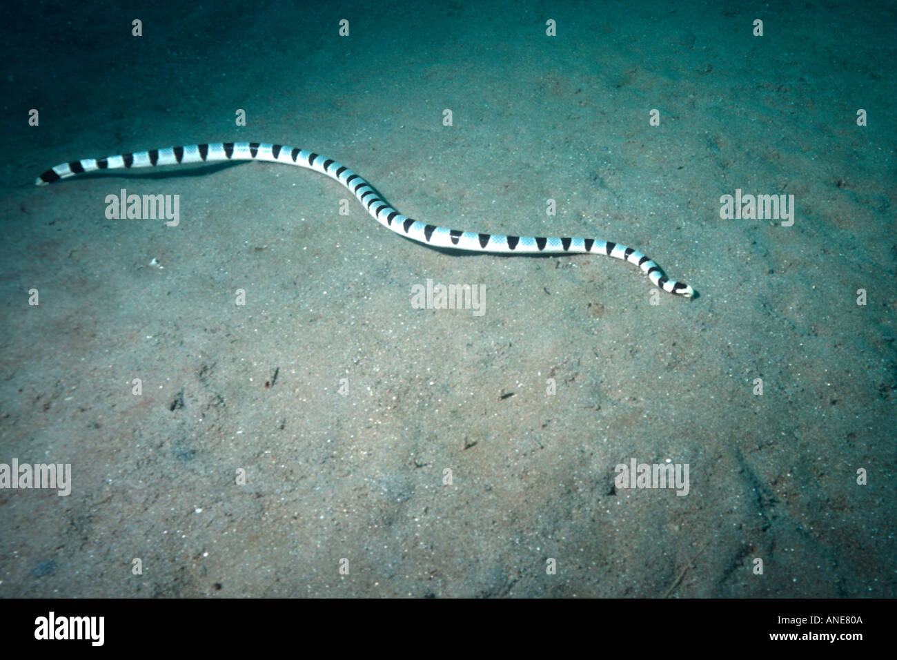 Snake caves hi-res stock photography and images - Alamy