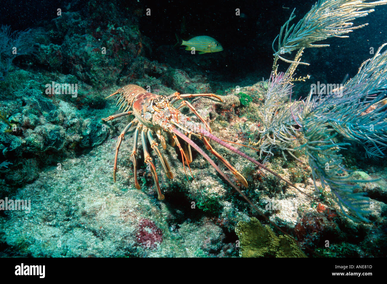 Florida lobster diving hi-res stock photography and images - Alamy
