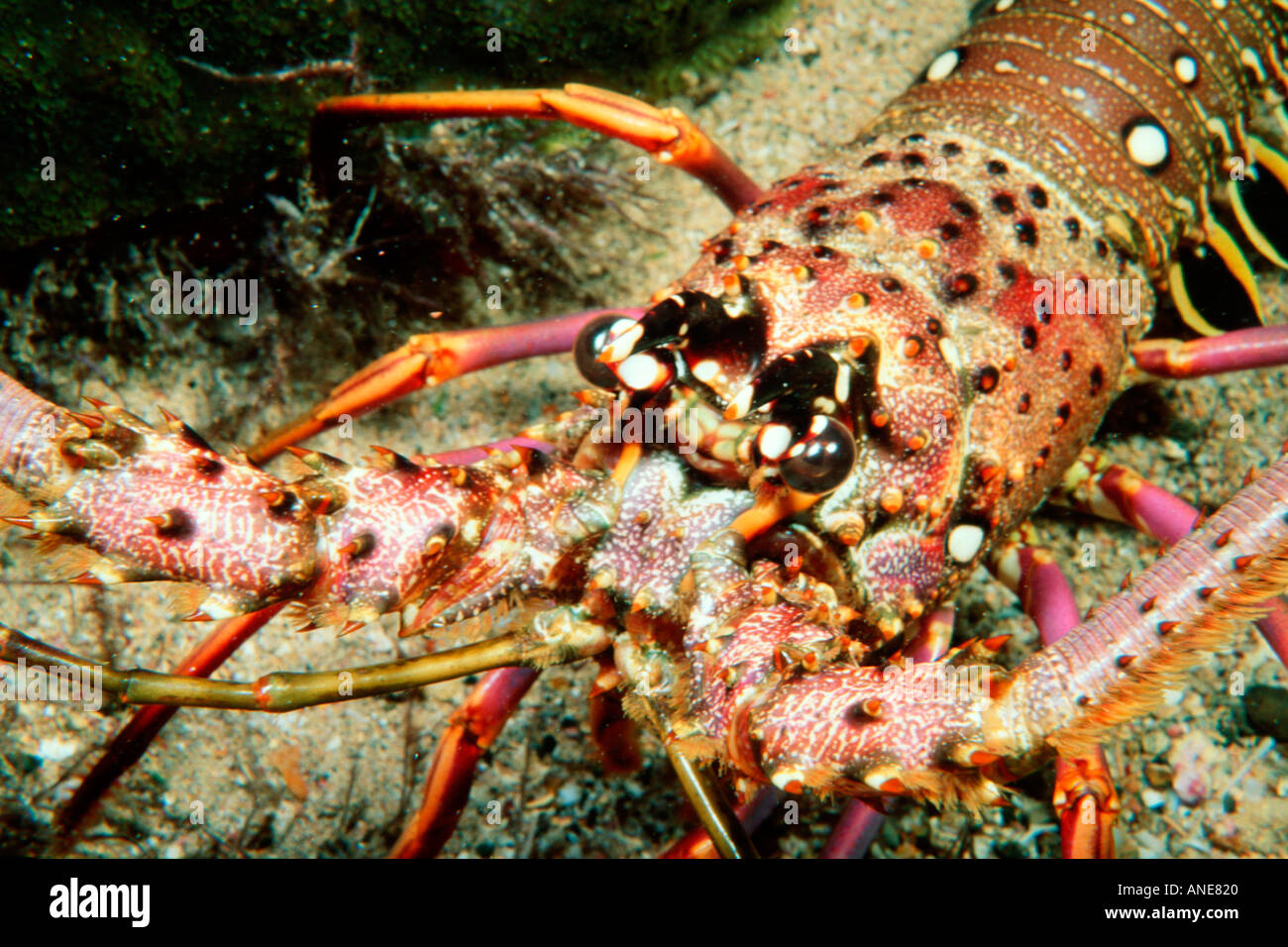 Spiny lobster Panullirus sp Fernando de Noronha Brazil South Atlantic ...