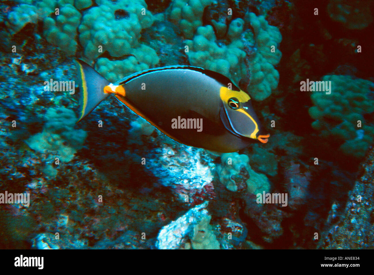 Orangespine unicorn fish hi-res stock photography and images - Alamy