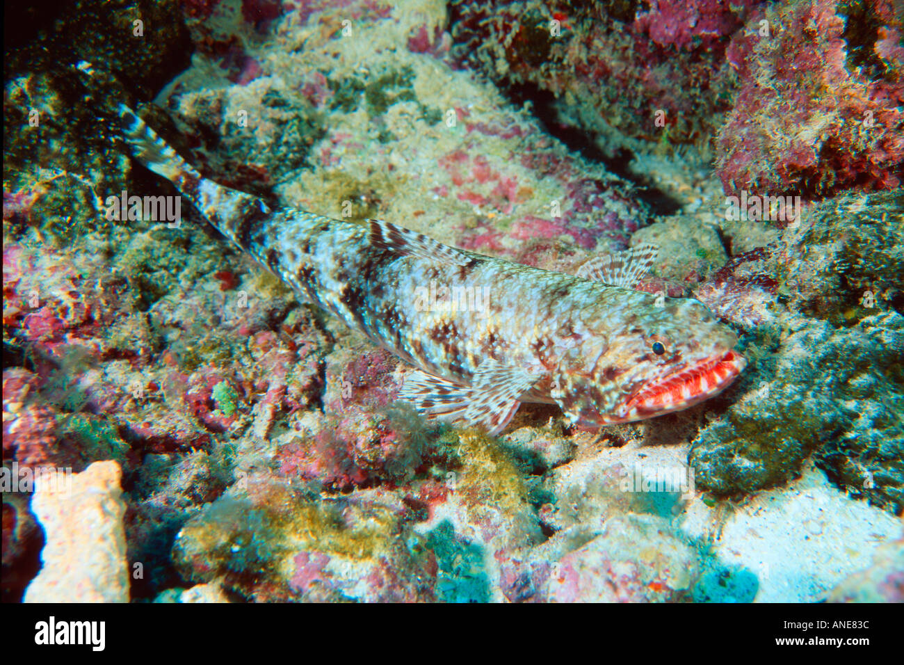 Orangemouth lizardfish Saurida flamma Kailua Kona Hawaii N Pacific ...