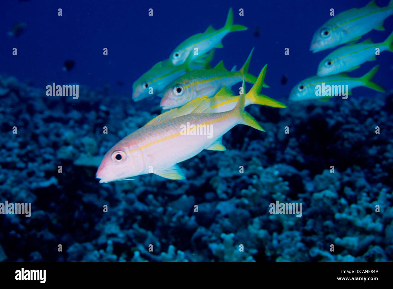Yellow stripe goatfish hi-res stock photography and images - Alamy