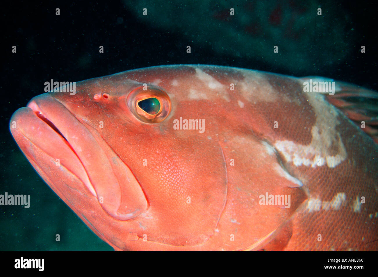 Red grouper Epinephelus morio Abrolhos National Marine Sanctuary Brazil ...