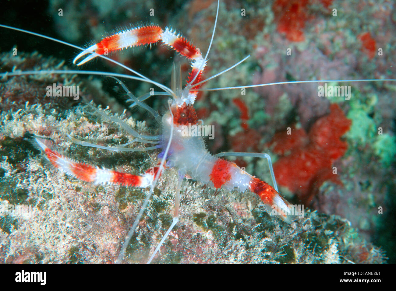 Red stripe shrimp hi-res stock photography and images - Alamy