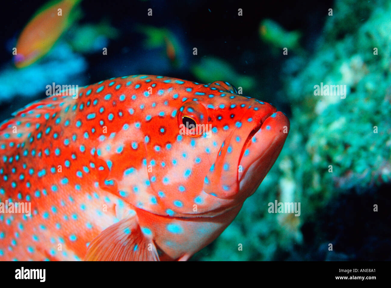 Blue dot grouper hi-res stock photography and images - Alamy