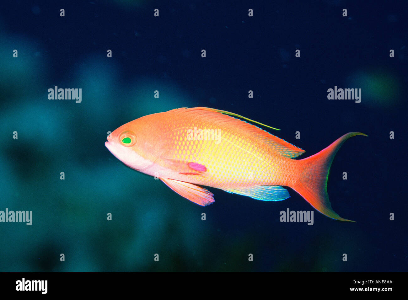 Anthias Pseudanthias sp Similan Islands Thailand Andaman Sea Stock ...
