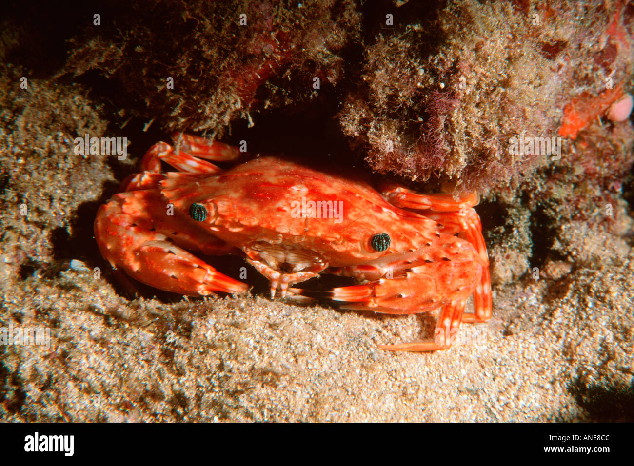 Charybdis hawaii hi-res stock photography and images - Alamy