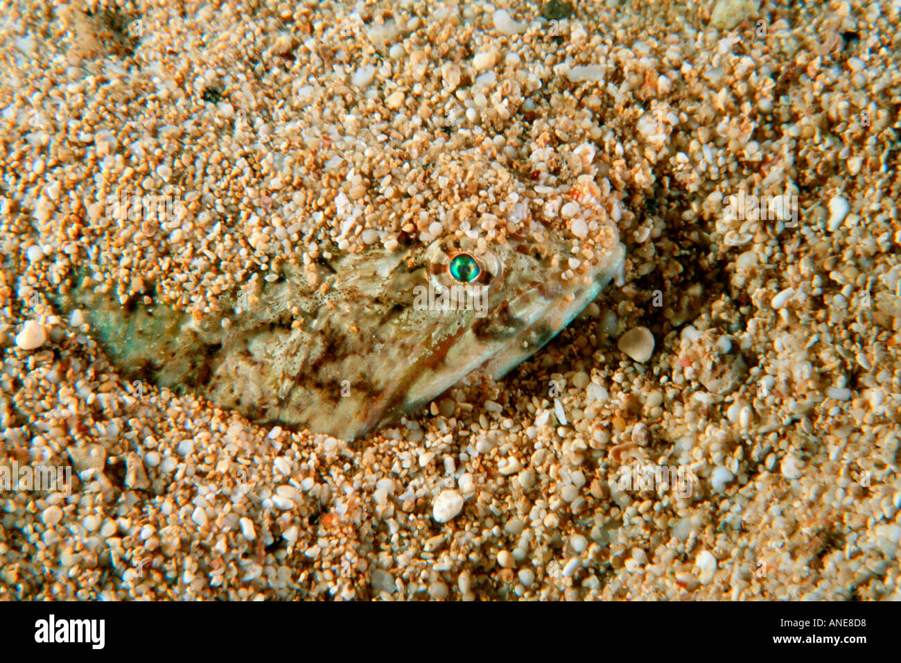 Lizardfish synodus sp hi-res stock photography and images - Alamy
