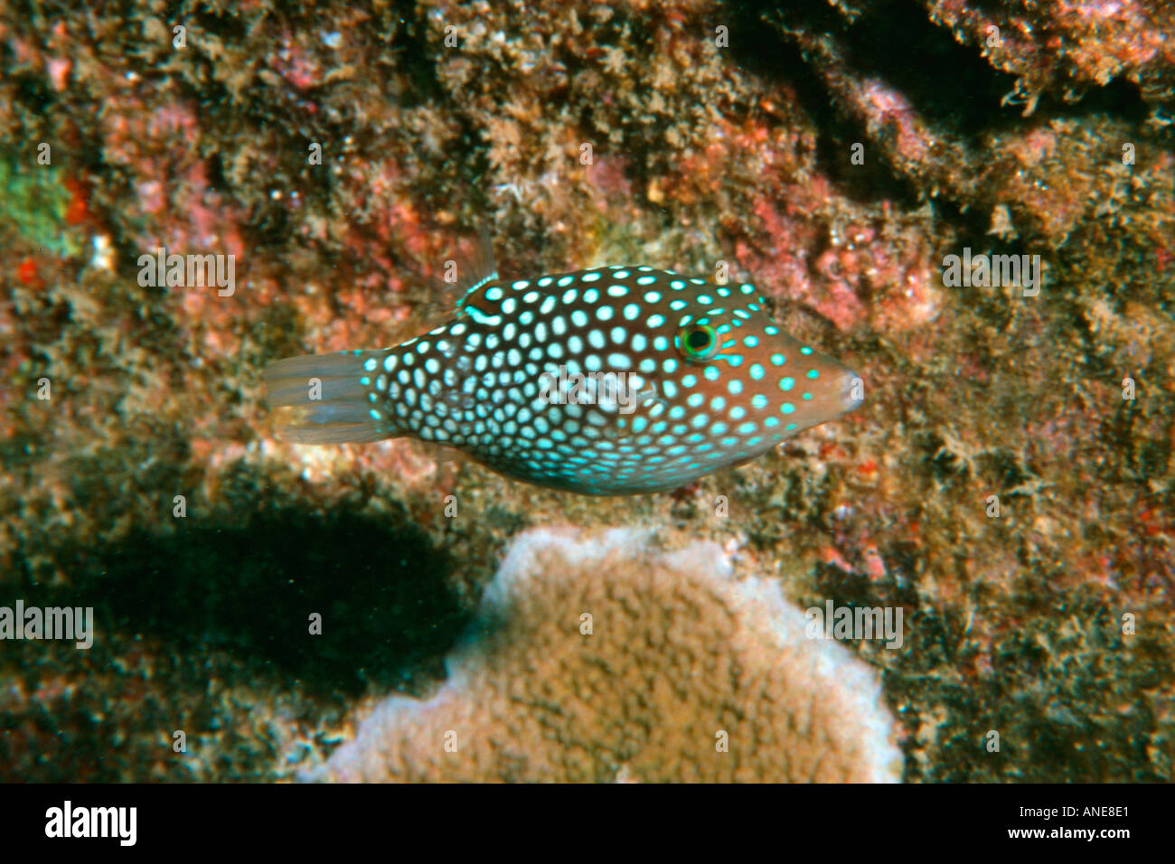 Whitespotted hawaiian toby endemic Canthigaster jactator Pupukea Oahu ...