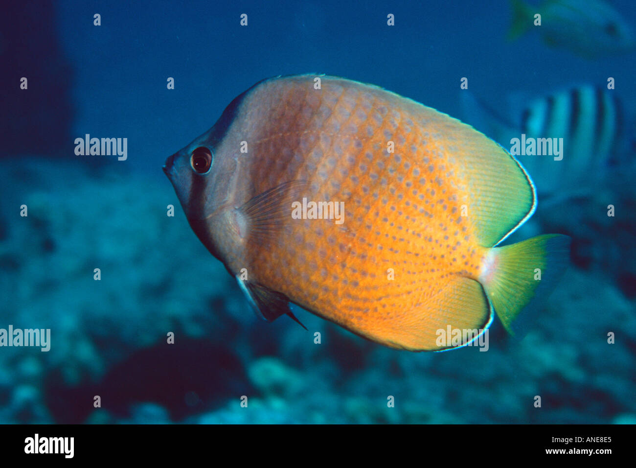 Black spotted butterflyfish hi-res stock photography and images - Alamy