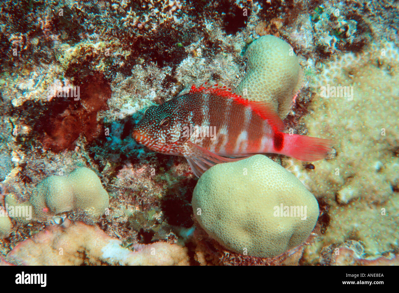 Hawaiian Hawk Stock Photos & Hawaiian Hawk Stock Images - Alamy
