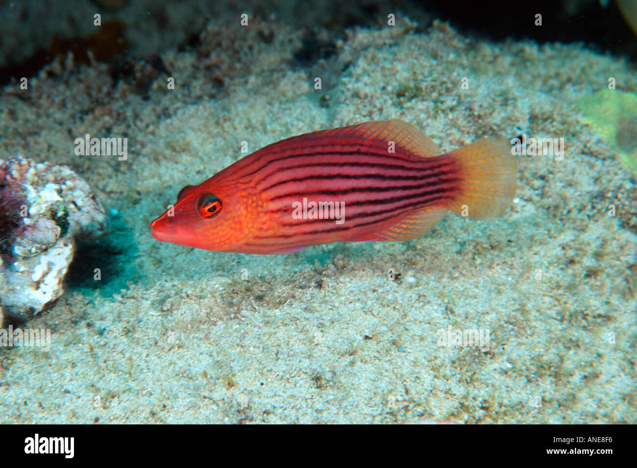 Eightstripe wrasse Pseudocheilinus octotaenia Kahe Point Oahu Hawaii N ...