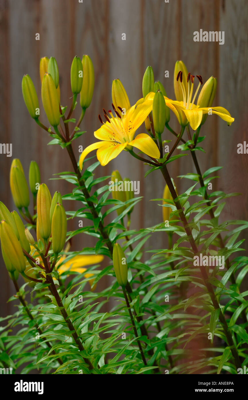 Open and closed lilies hi-res stock photography and images - Alamy