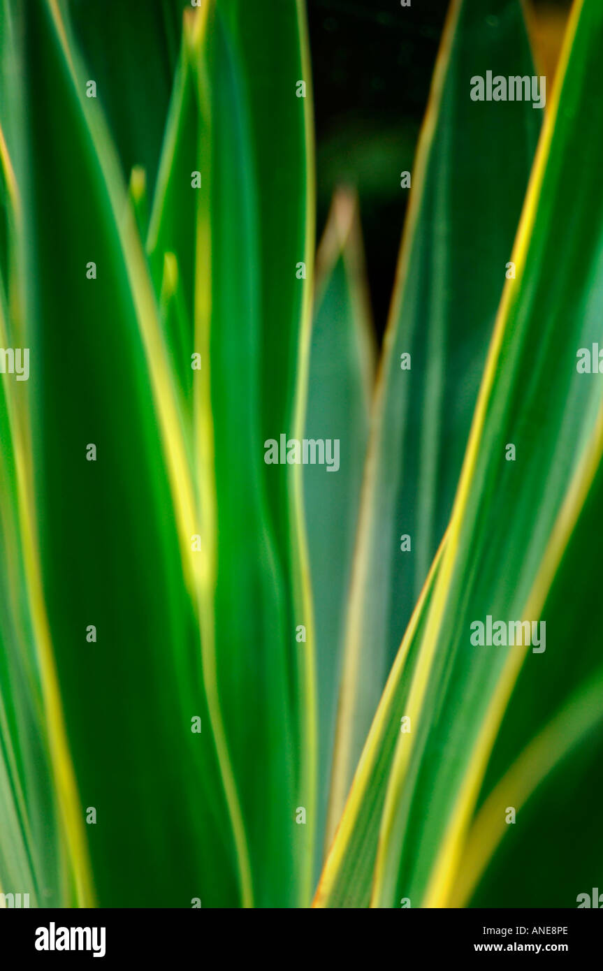 Yucca Plant Leaves Stock Photo - Alamy