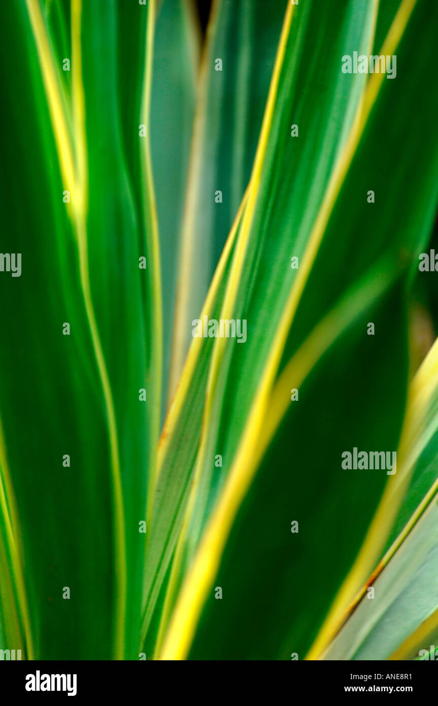 Yucca plant with yellow leaves hi-res stock photography and images - Alamy